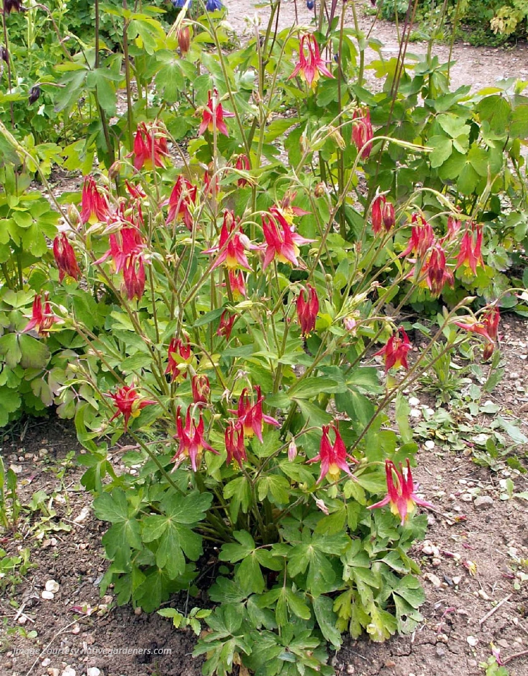 Eastern Red Columbine